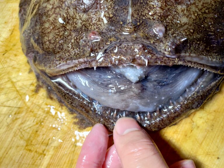 冬限定の絶品高級魚”アンコウ”を自宅で捌いて食べる | ヌローライフ
