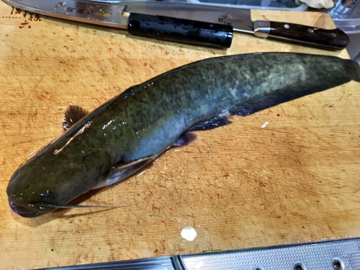 活きたナマズを捌いて食べてみた!? | ヌローライフ